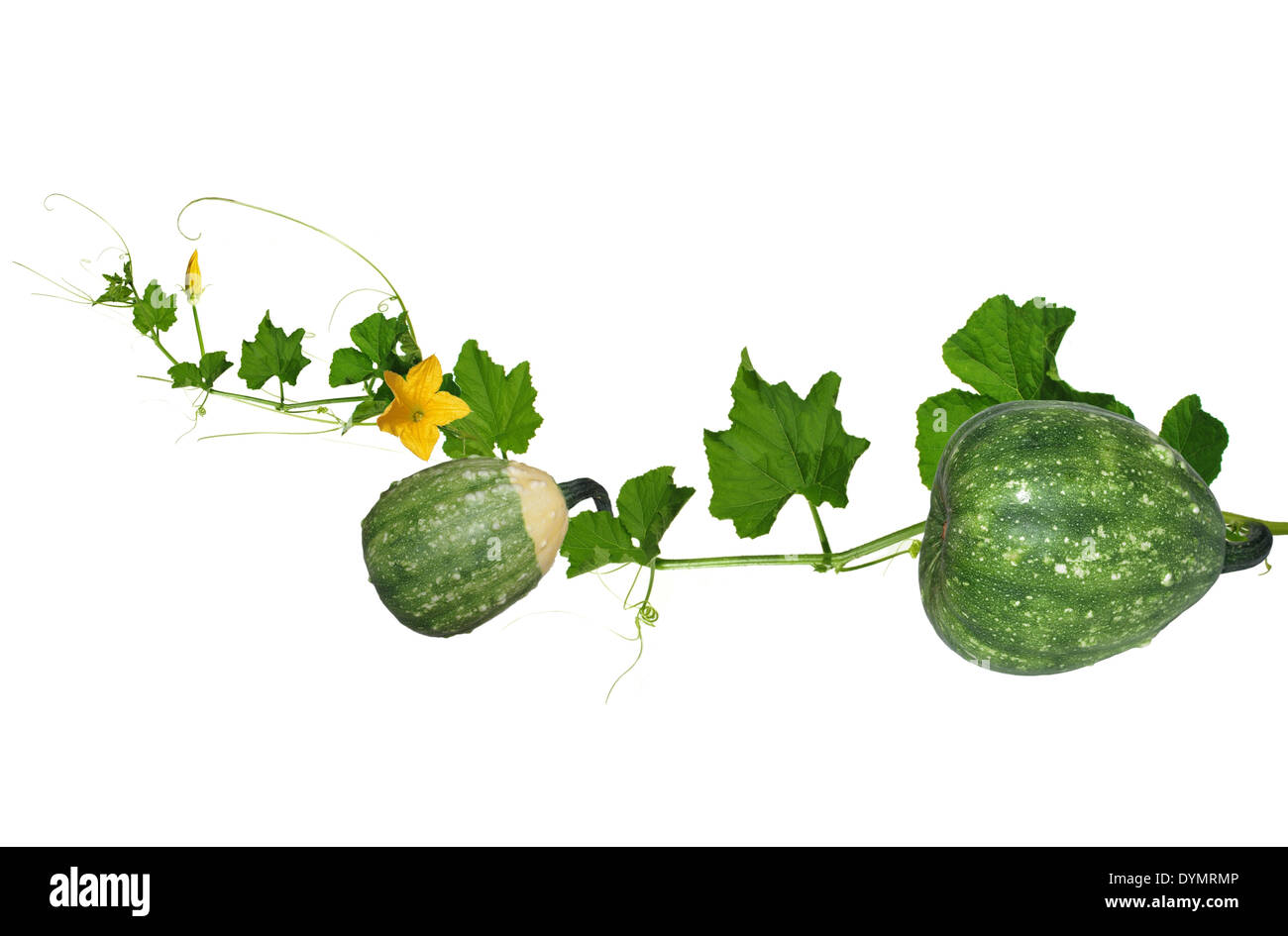 Autumn harvest pumpkins flowers Cut Out Stock Images & Pictures - Alamy