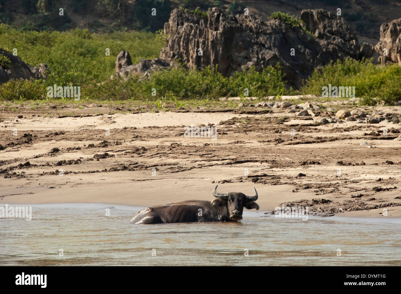 Horizontal view of a large water buffalo relaxing in the shallow water ...