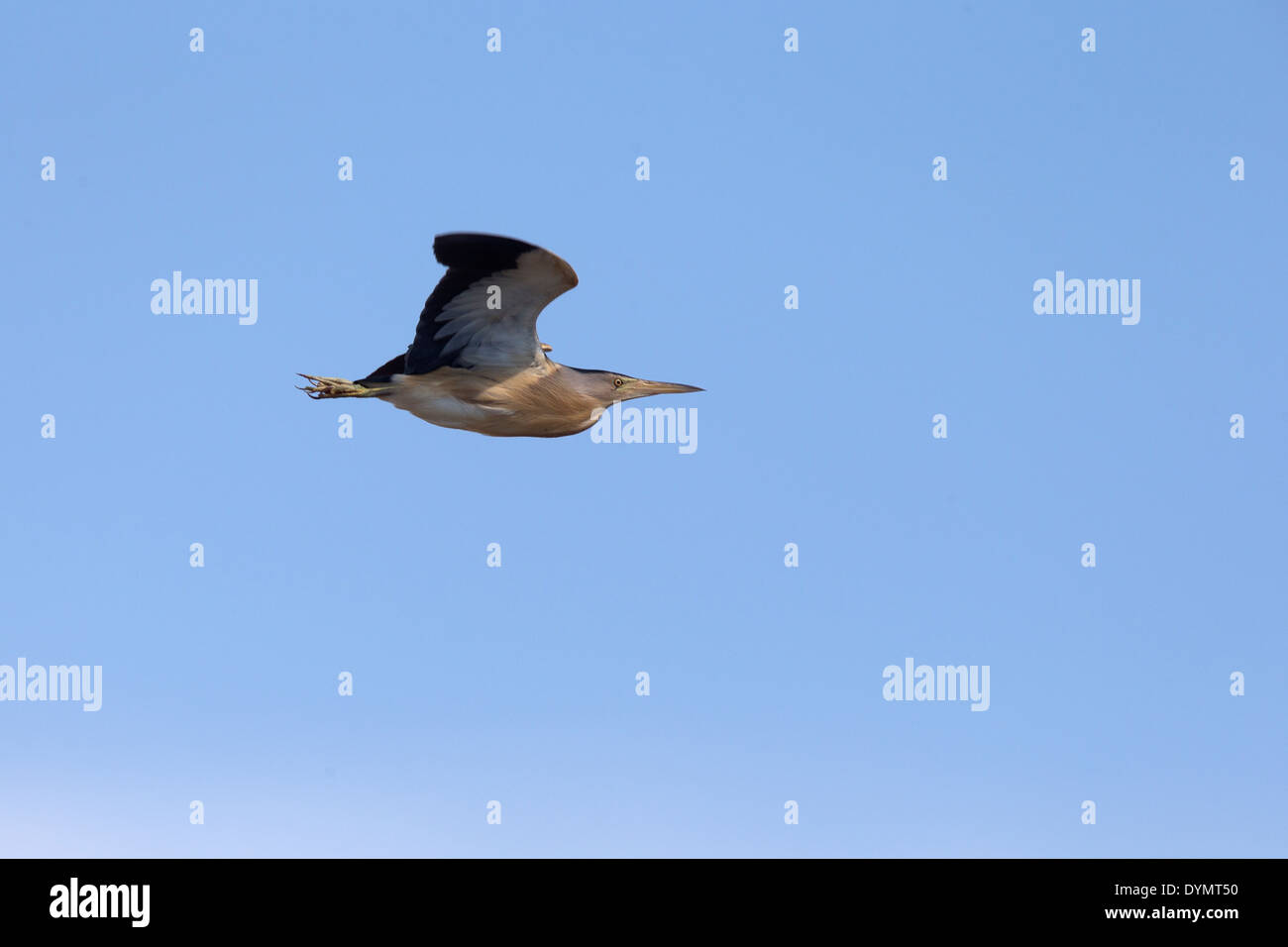 An adult Little Bittern in flight against a blue sky, Manavgat, Turkey ...