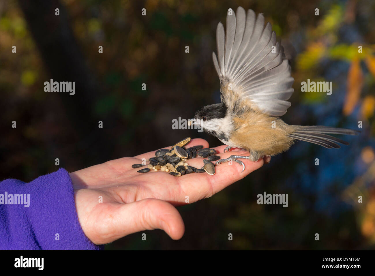 George C Reifel Migratory Bird Sanctuary High Resolution Stock ...