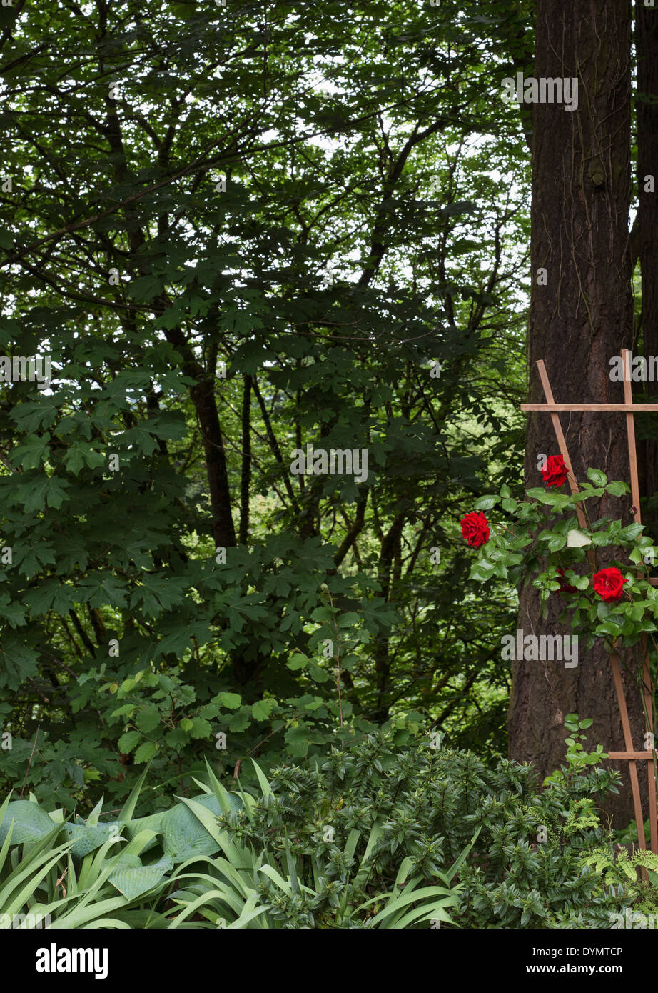 Red roses next to an overgrown, natural area Stock Photo - Alamy