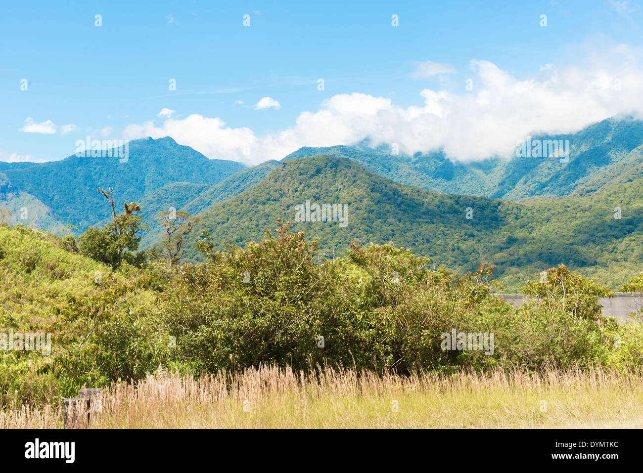 Panama rainforest hi-res stock photography and images - Alamy