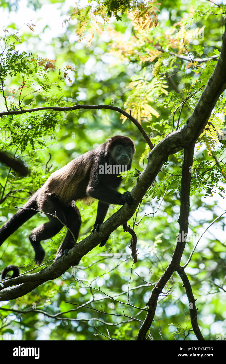 Monkeys Climbing Trees