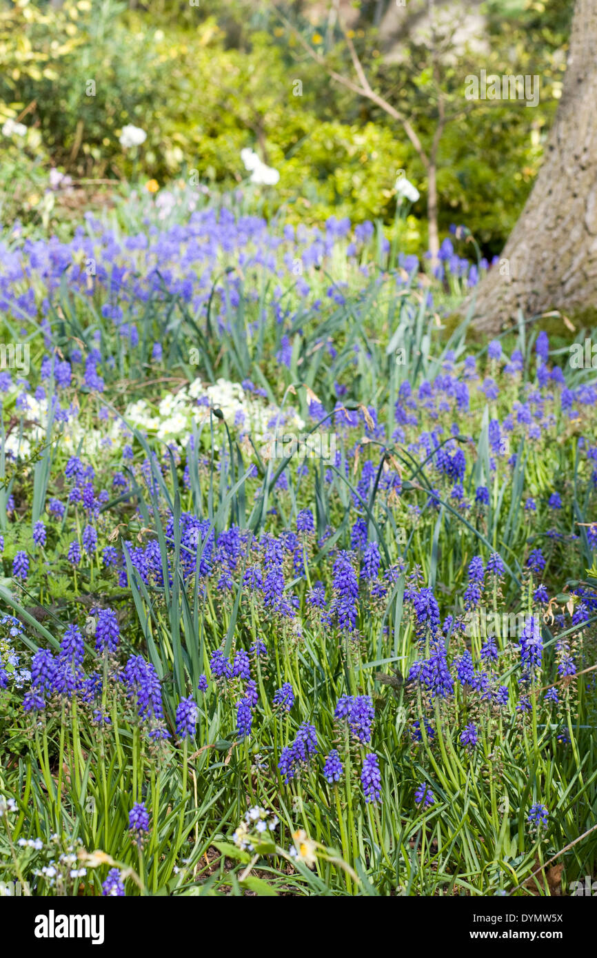 spring flowers in an English ancient woodland Stock Photo - Alamy