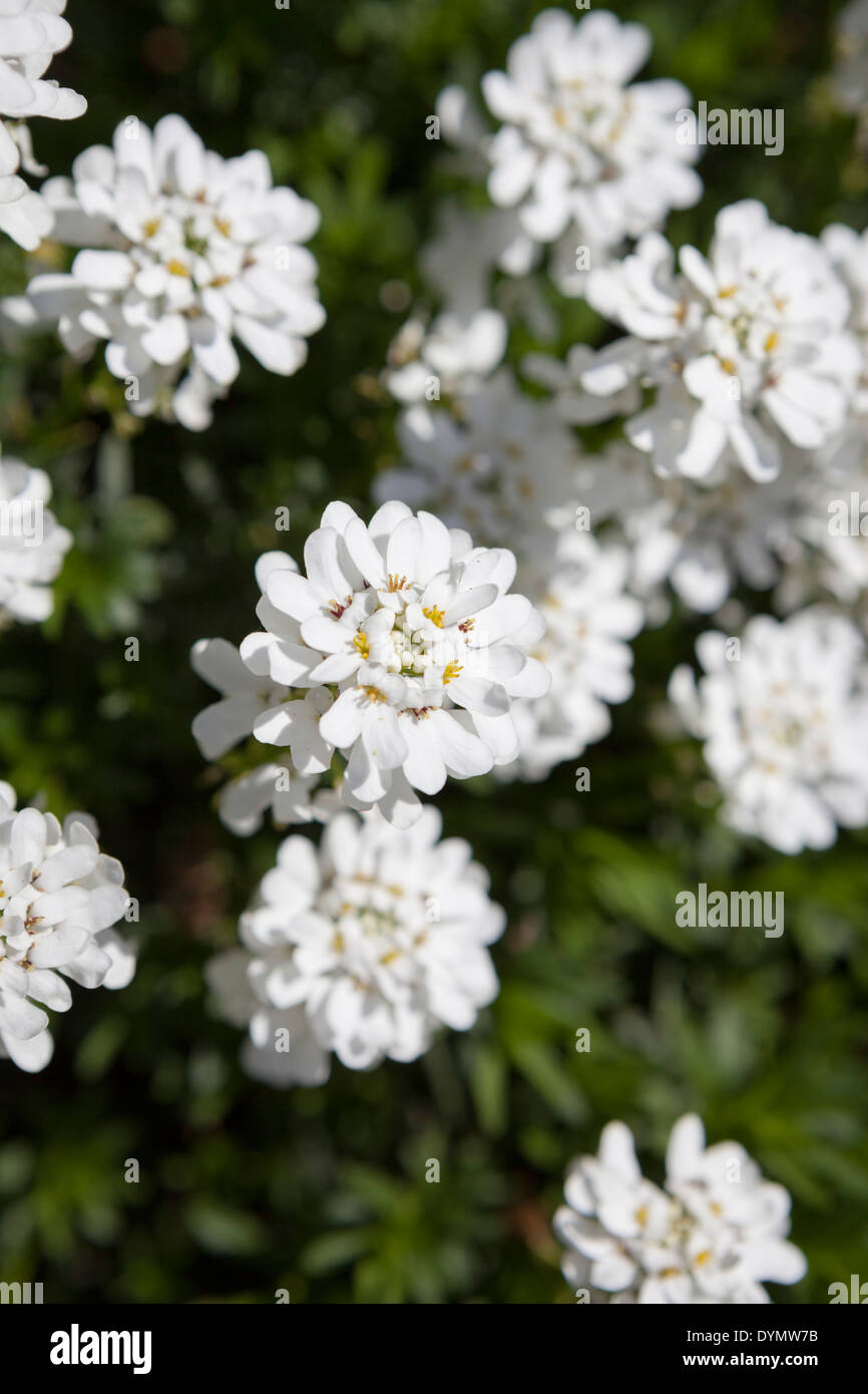 Candytuft 'Snowflake', Iberis sempervirens, growing in a border in ...