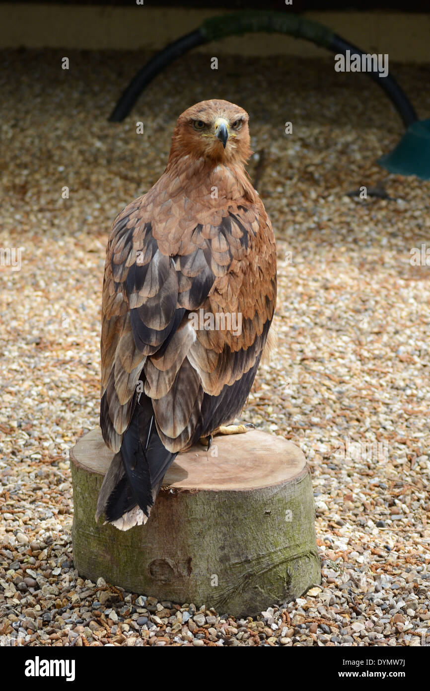 Hawk Conservancy Stock Photos & Hawk Conservancy Stock Images - Alamy