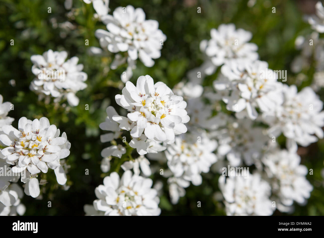Candytuft 'Snowflake', Iberis sempervirens, growing in a border in ...
