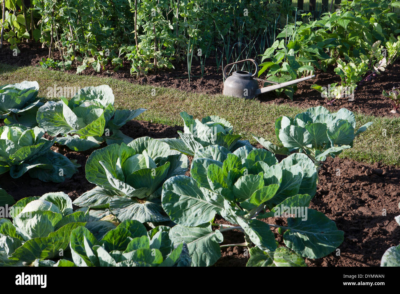 Community vegetable patch hi-res stock photography and images - Alamy