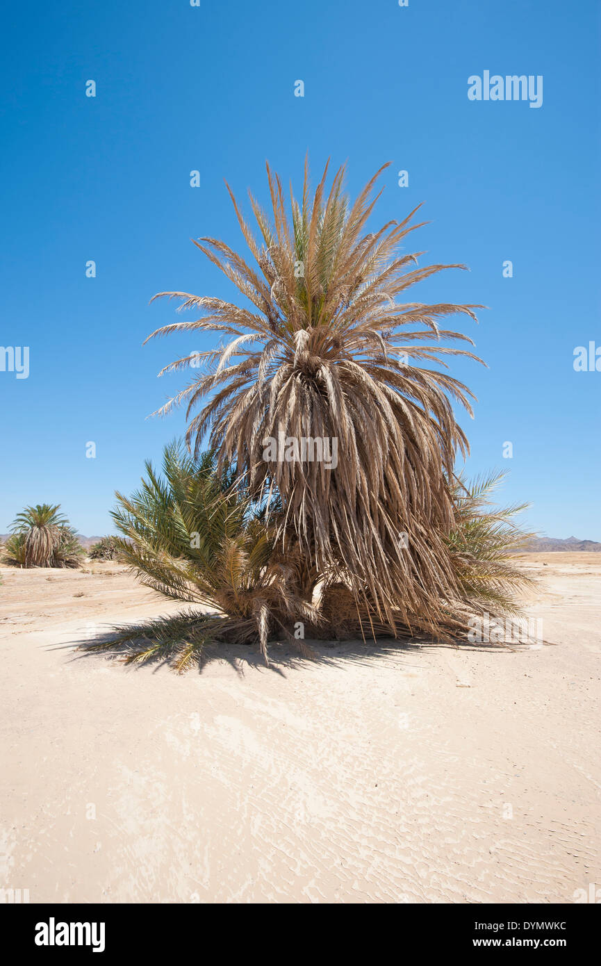 Large date palm tree Phoenix dactylifera in an isolated arid desert ...