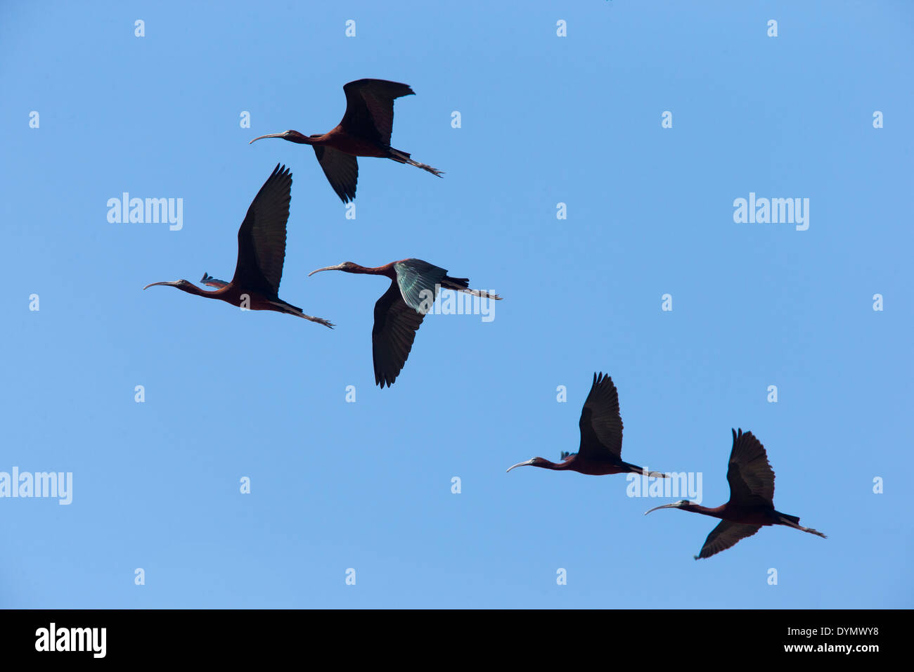 Ibis turkey five flight flying bird hi-res stock photography and images ...