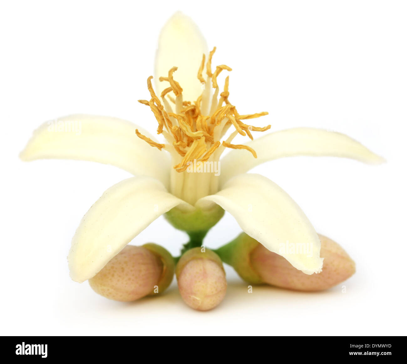 Lemon flower over white background Stock Photo - Alamy