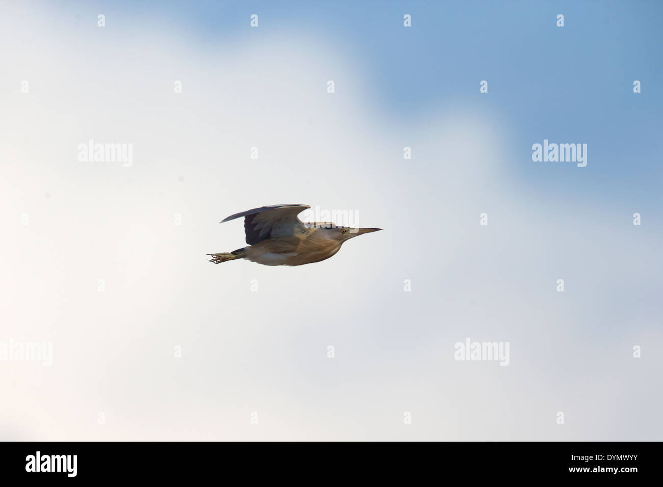 Adult little bittern in flight hi-res stock photography and images - Alamy