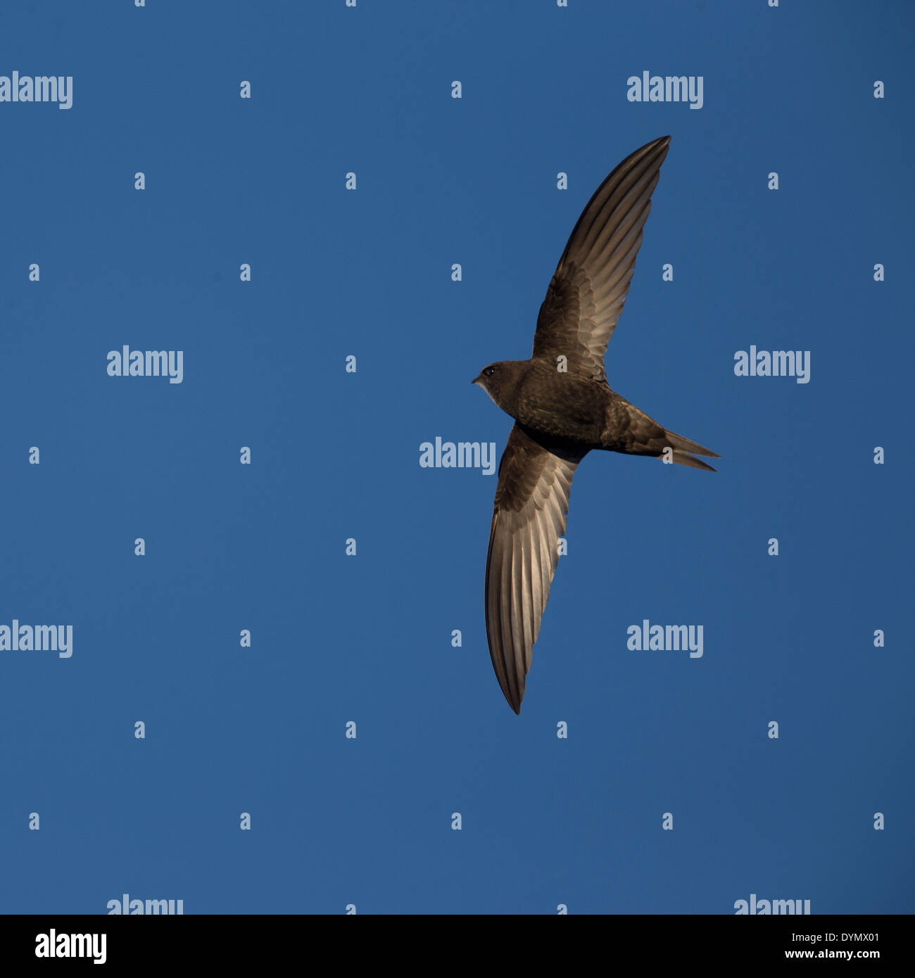 Common Swift in flight against a blue sky, Marazion Marsh RSPB reserve ...