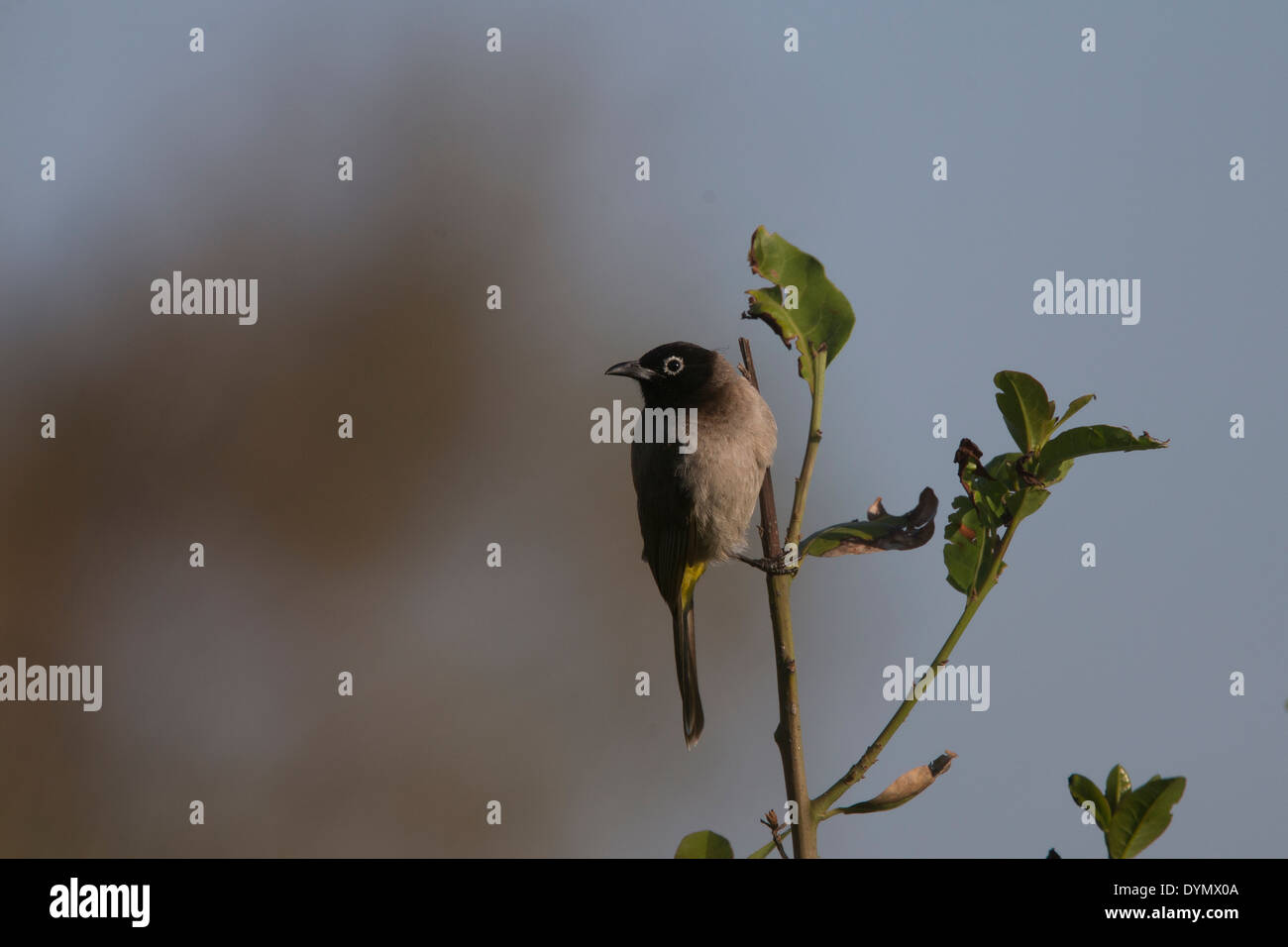 A adult White-spectacled Bulbul perched on a bush, Side, Turkey Stock ...