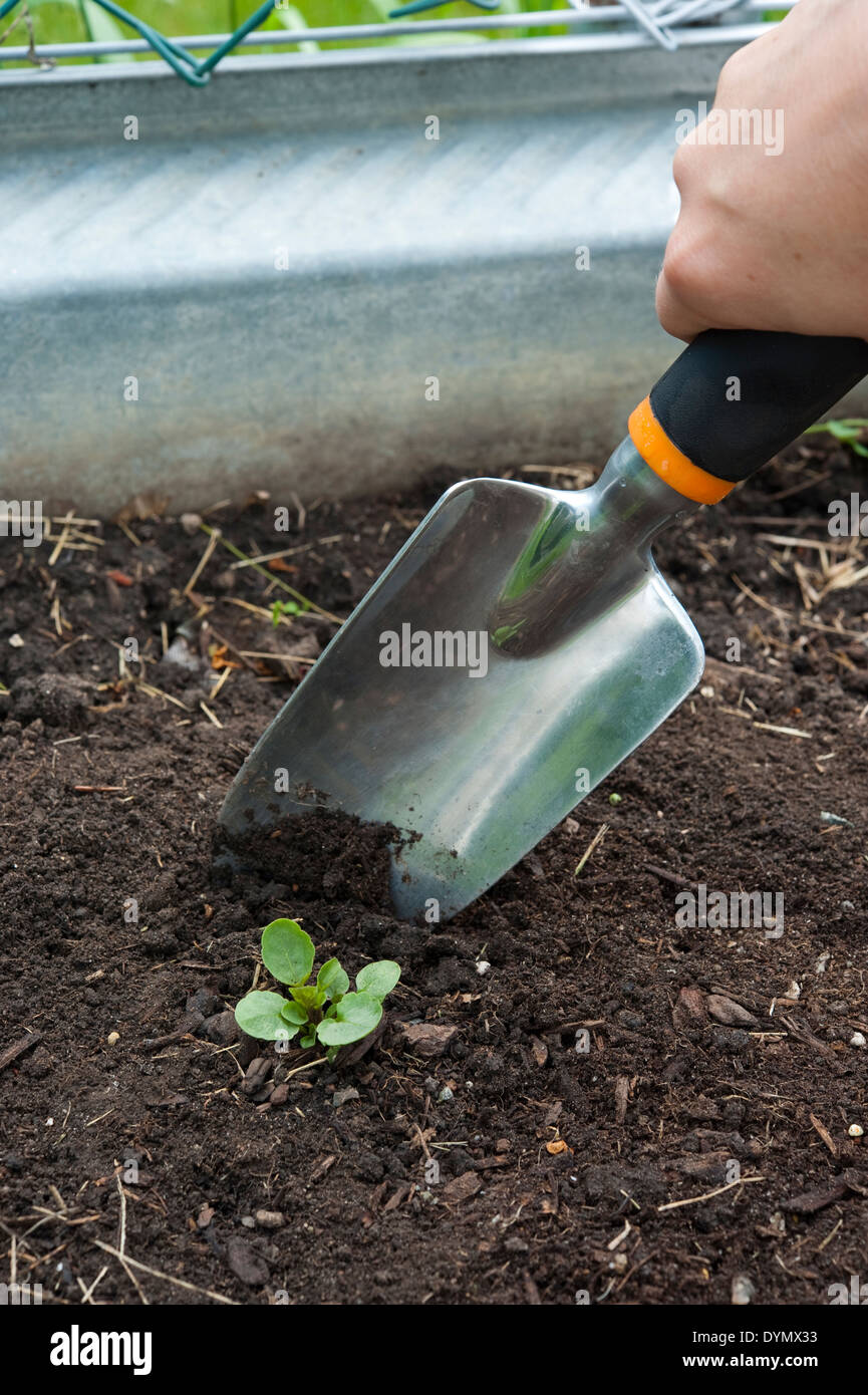 Transplanting a young plant with a trowel Stock Photo - Alamy