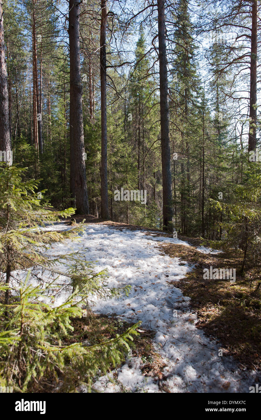 Landscape view of the spring wood Stock Photo - Alamy