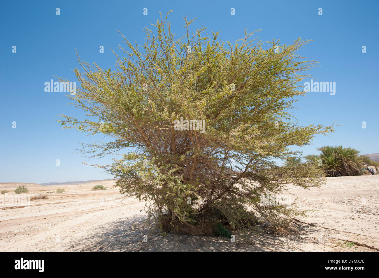 Acacia raddiana hi-res stock photography and images - Alamy