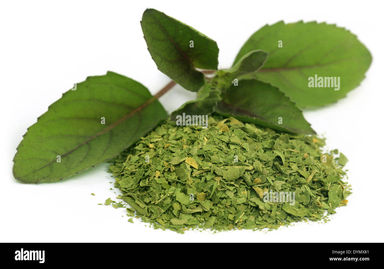 Medicinal holi basil or tulsi leaves over white background Stock Photo ...
