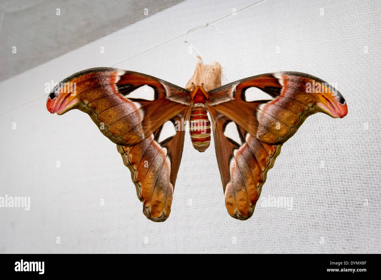 Butterfly Exhibition at The Natural History Museum in London Stock ...