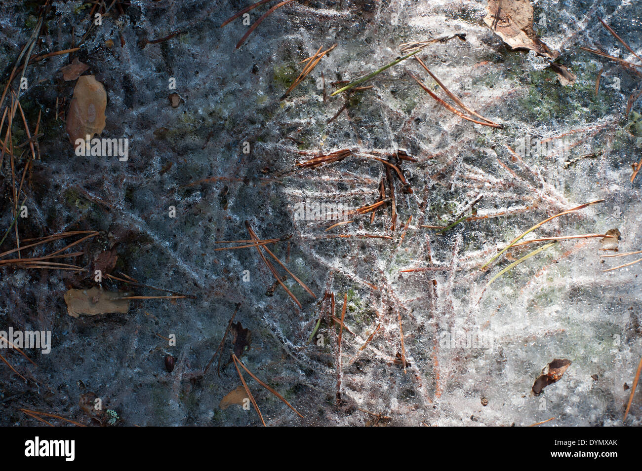 Spring ground frost hi-res stock photography and images - Alamy