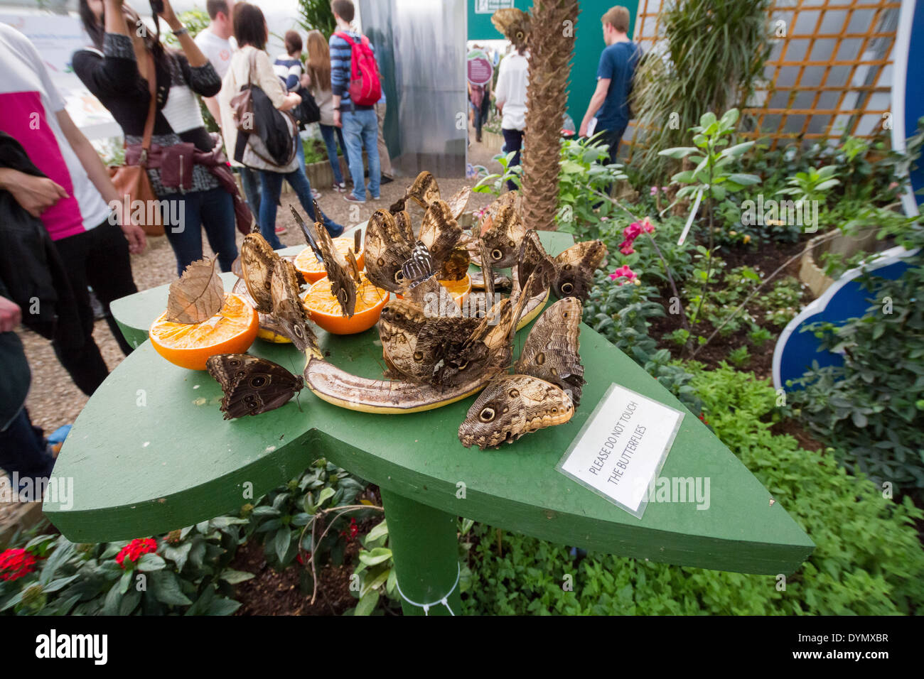 Butterfly Exhibition at The Natural History Museum in London Stock ...