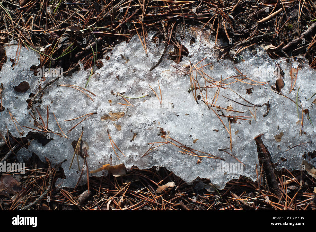 Background. Frozen ground in the spring wood Stock Photo - Alamy
