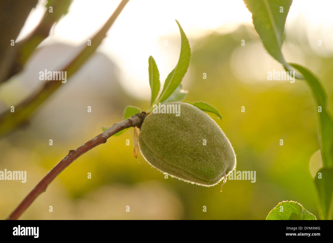 Almond Tree And Fruit Stock Photos & Almond Tree And Fruit Stock Images ...