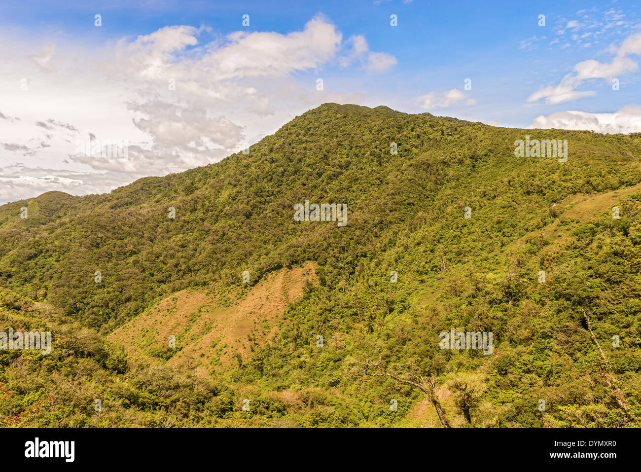 Panama rainforest hi-res stock photography and images - Alamy