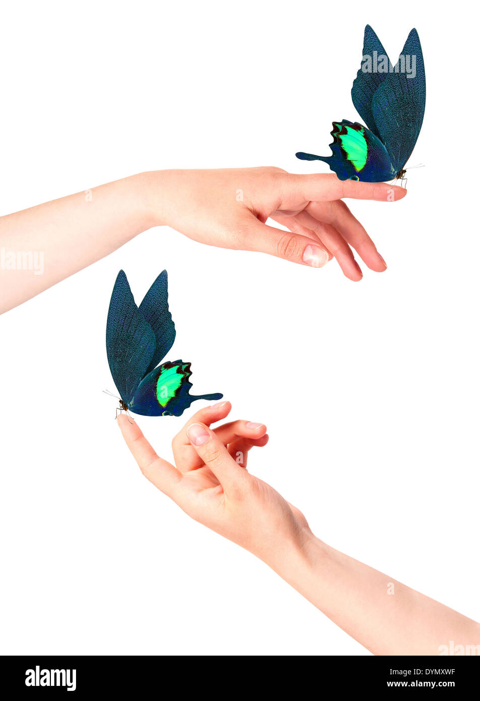 butterfly on woman's hand. In motion concept isolated Stock Photo - Alamy