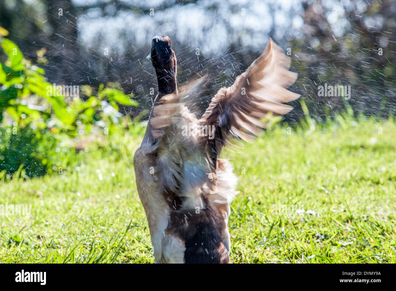 Campbell Ducks High Resolution Stock Photography and Images - Alamy