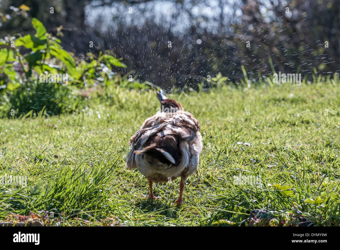 Kaki campbell hi-res stock photography and images - Alamy