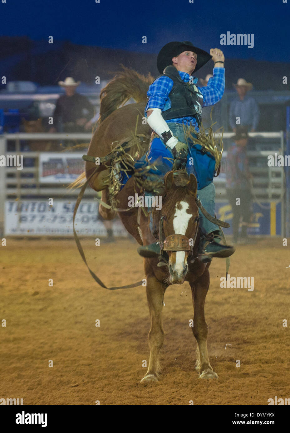 Cowboy Participating in a Bucking Horse Competition at the Clark County ...