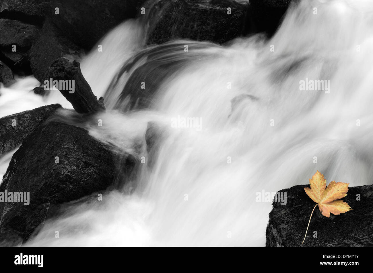 Rapid waterfall with maple leaf on rock Stock Photo - Alamy