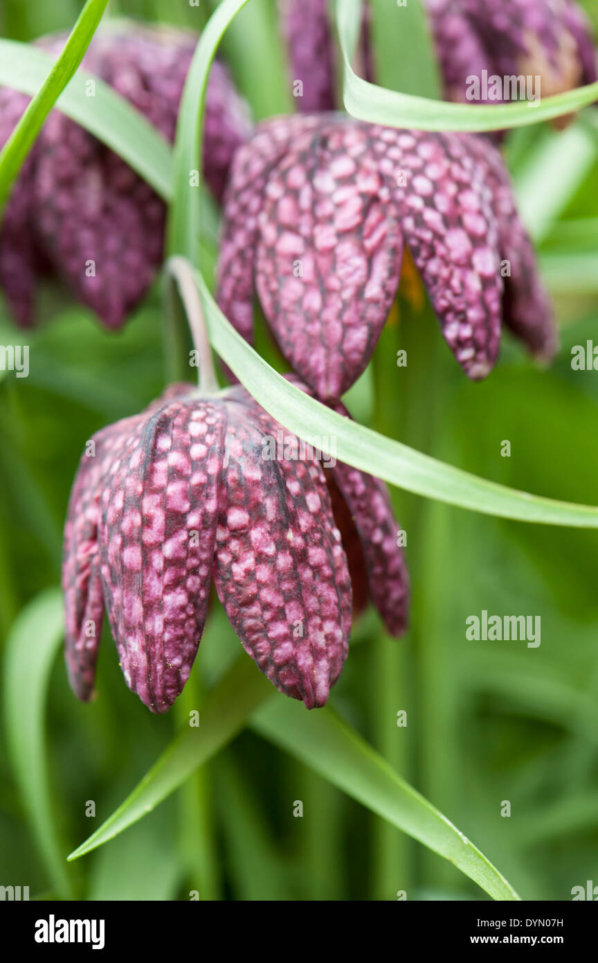 purple snakes head frittileria Stock Photo - Alamy
