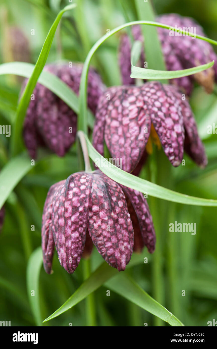 purple snakes head frittileria Stock Photo - Alamy