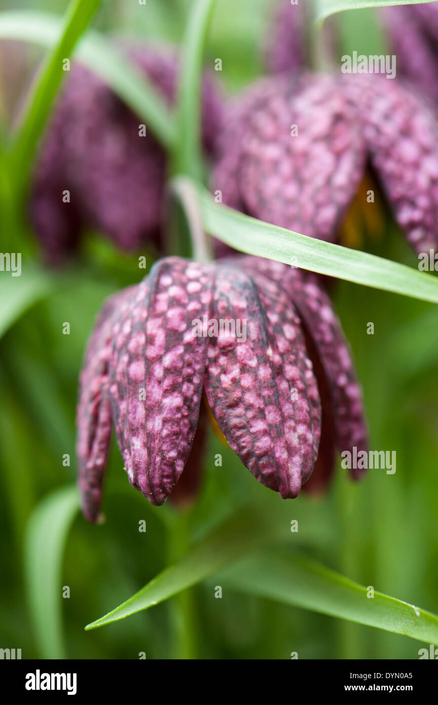 purple snakes head frittileria Stock Photo - Alamy