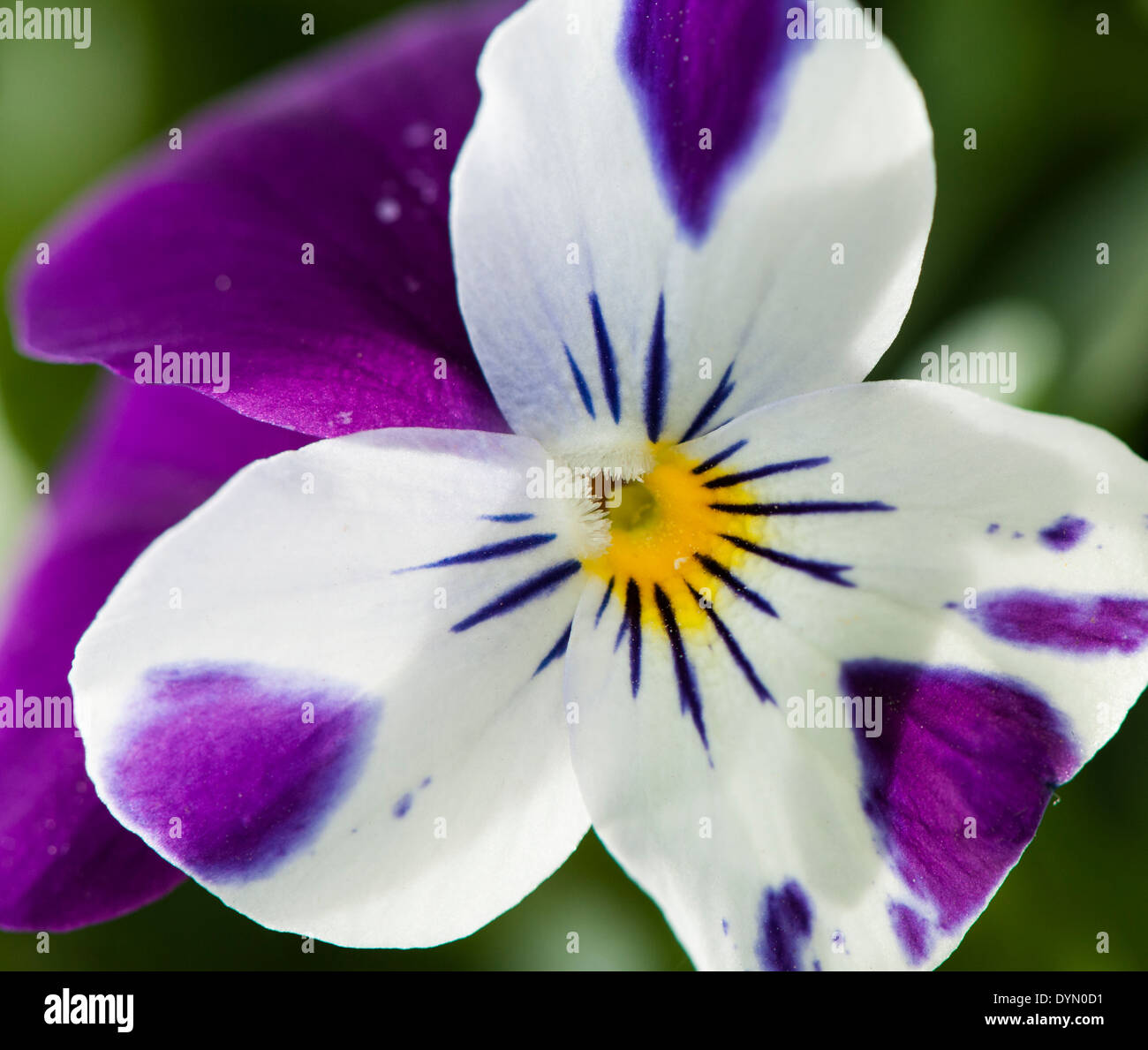 purple & white viola flower Stock Photo - Alamy