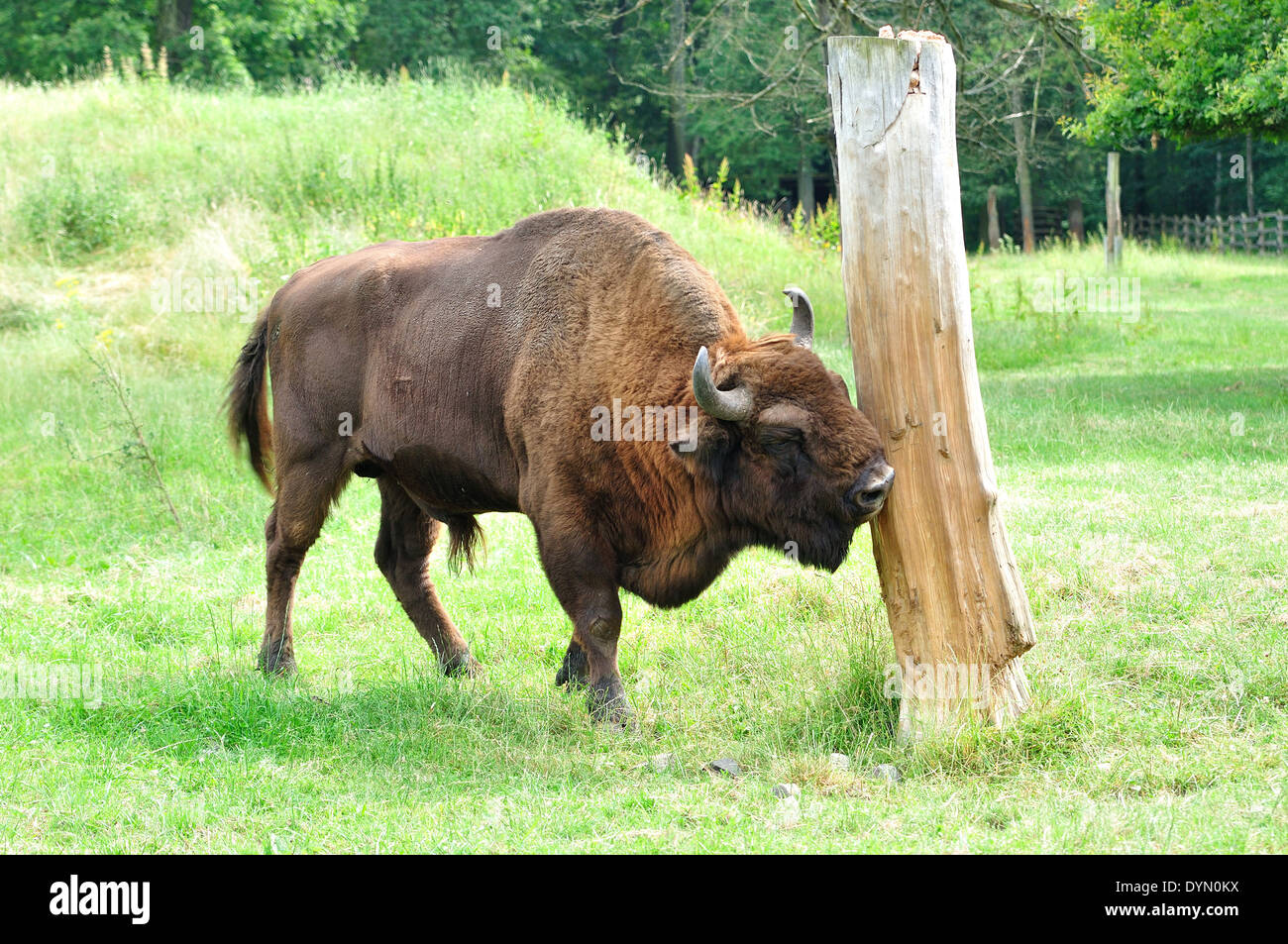 Polish bison in the wild Stock Photo - Alamy