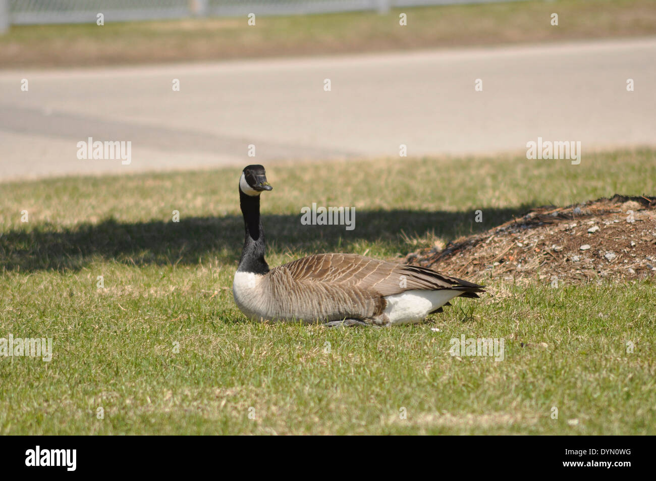 Sitting goose hi-res stock photography and images - Alamy
