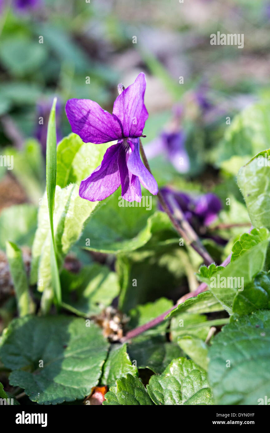 single wild violet flower Stock Photo - Alamy