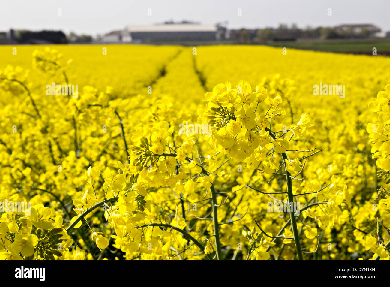 field of oil seed rape Stock Photo - Alamy