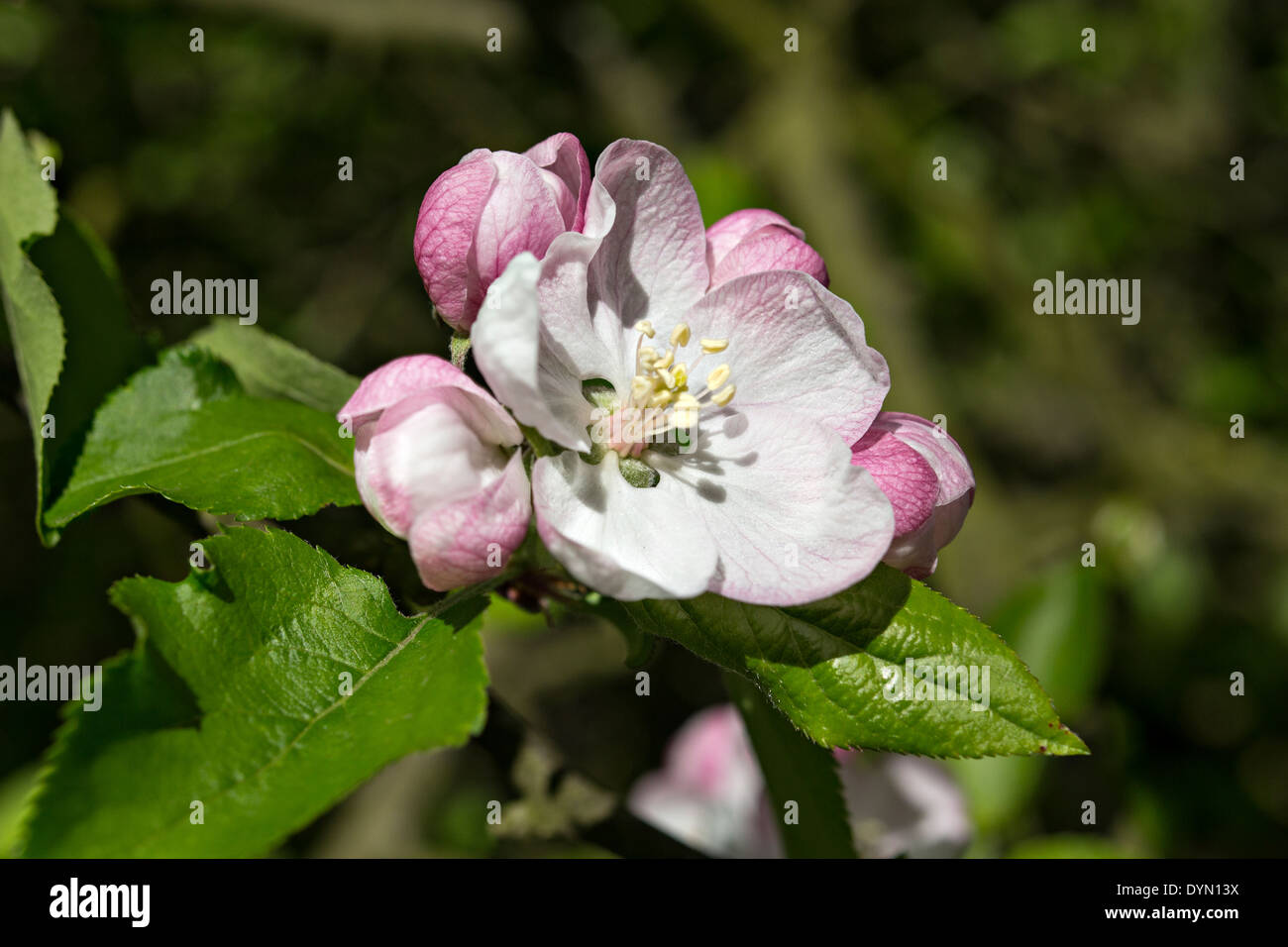 apple blossom - single flower Stock Photo - Alamy