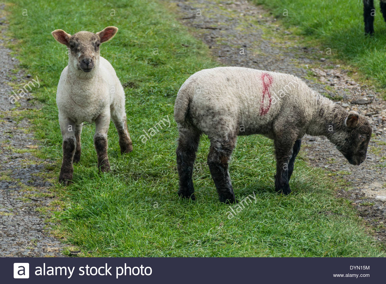 Young Lambs High Resolution Stock Photography and Images - Alamy