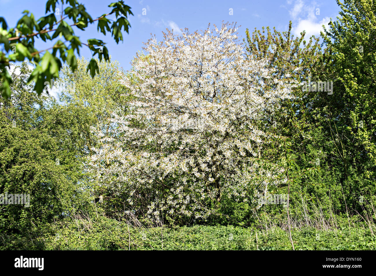 wild cherry tree Stock Photo - Alamy