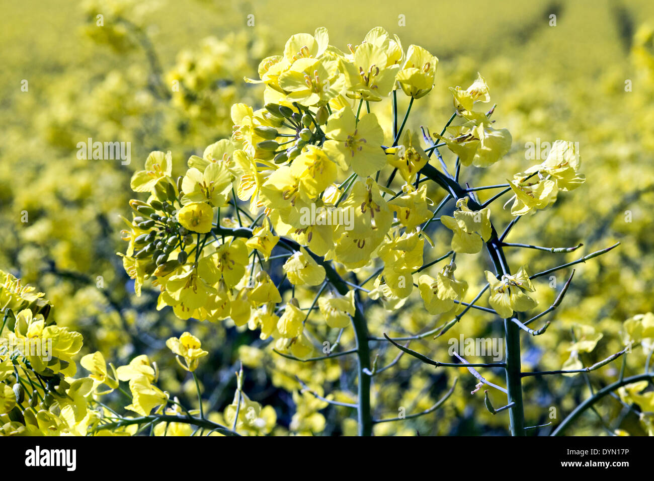 oil seed rape flower heads Stock Photo - Alamy