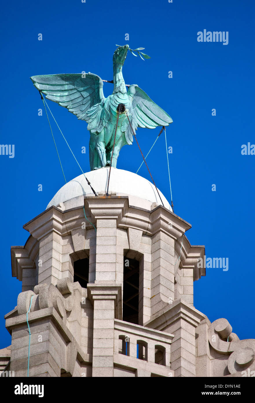 Liver bird hi-res stock photography and images - Alamy