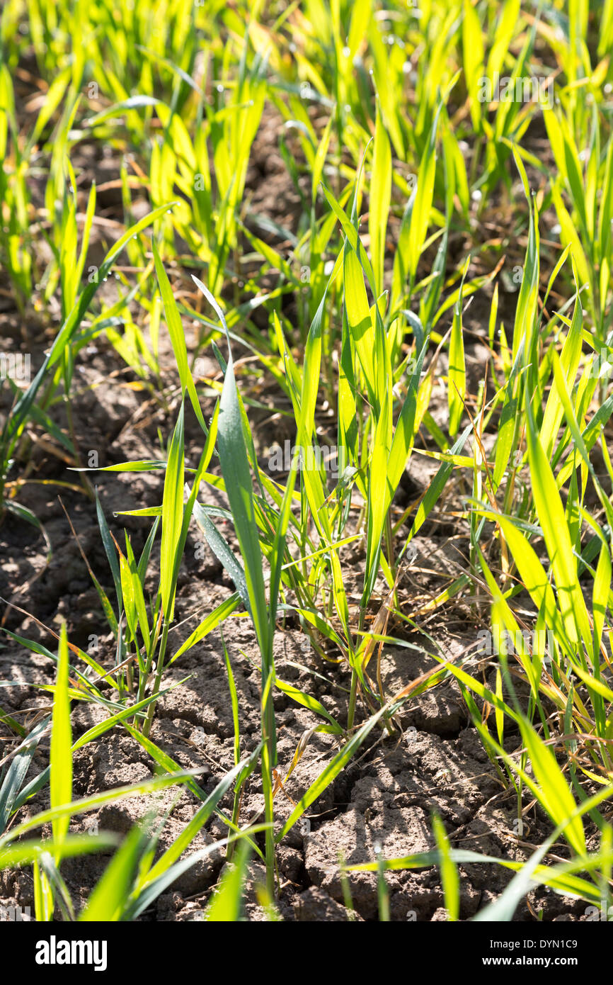 Young winter wheat crop hi-res stock photography and images - Alamy