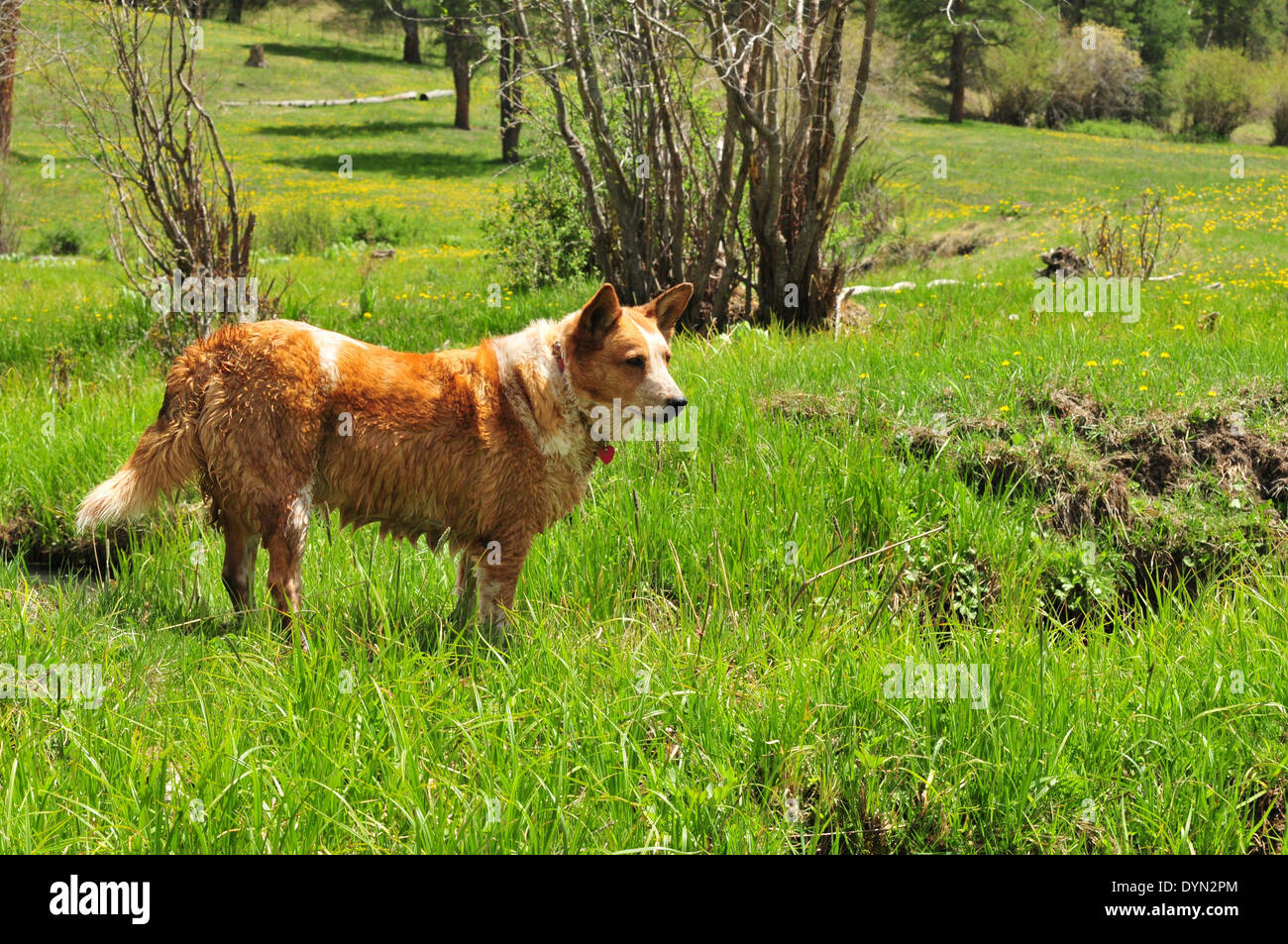 Dog in meadow along a trail Stock Photo - Alamy