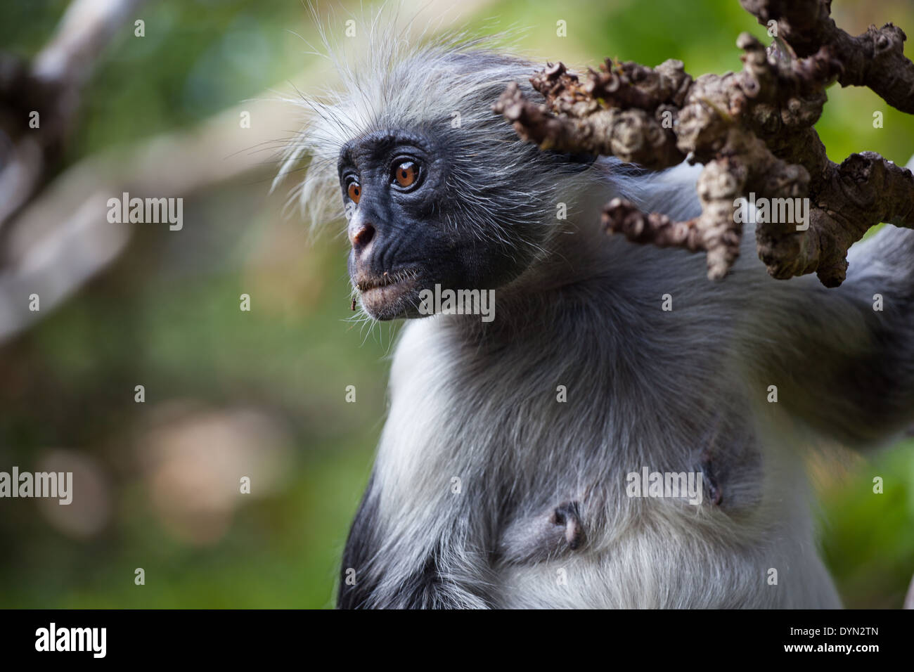 Colobus monkeys hi-res stock photography and images - Alamy