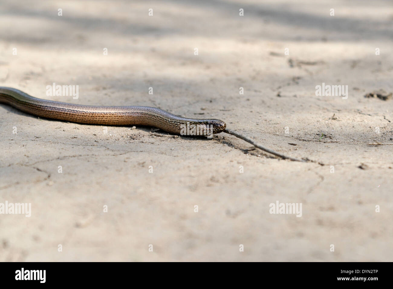 A slow worm crossing over a footpath - Anguis Fragilis Derbyshire ...